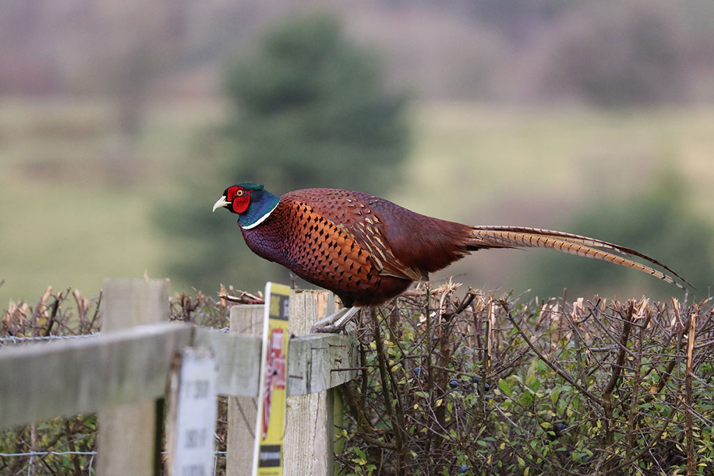 Labor day is over - Fall is in the air - Korkow Ranch Pheasant Hunting