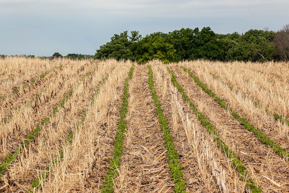 Cover Crop - Korkow Ranch Pheasant Hunting