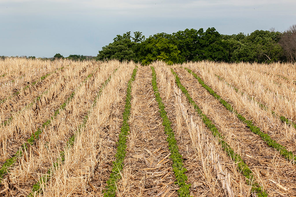 Cover Crop - Korkow Ranch Pheasant Hunting
